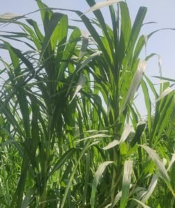 Home - Haldhaara Farms